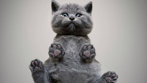 Malam - Profile - SHOWROOM