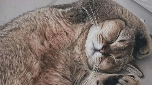 Biiii - Profile - SHOWROOM