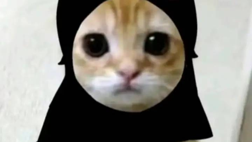 JKT48.asha - Profile - SHOWROOM