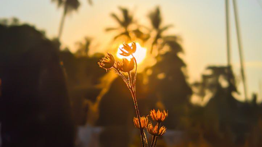 Gabut - Profile - SHOWROOM