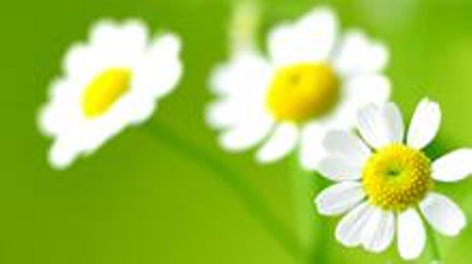 MatriCaria〜まとかりルーム〜｜SHOWROOM(ショールーム)