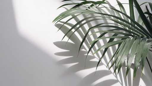 Rayuna - Profile - SHOWROOM