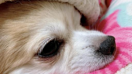 Yuuki room - Profile - SHOWROOM