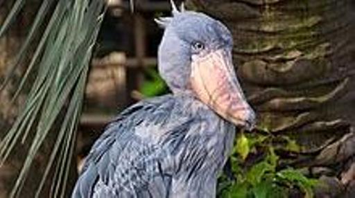 shoe...bill? - Profile - SHOWROOM