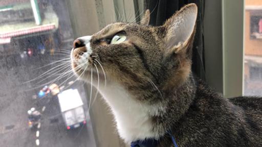 Cory Lai - Profile - SHOWROOM