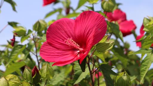 Jessica’s Room - Profile - SHOWROOM