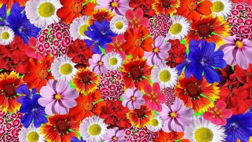 楽しもう！ - Profile - SHOWROOM