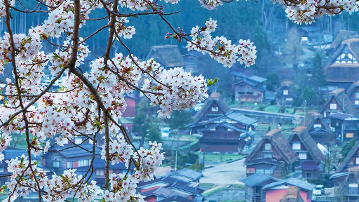 Hey - Profile - SHOWROOM