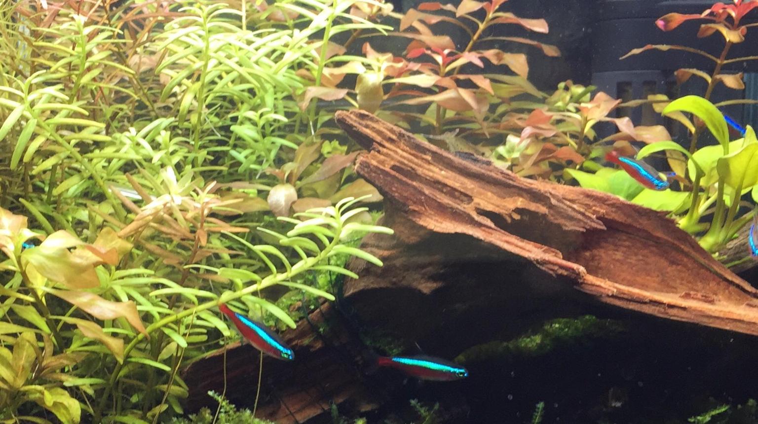Aqua - Profile - SHOWROOM