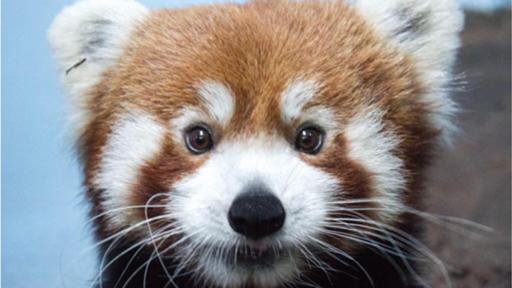 Hey - Profile - SHOWROOM