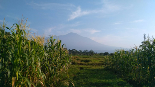 Acul - Profile - SHOWROOM