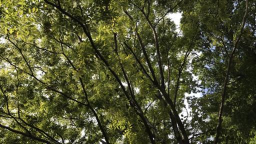 ryuuya - Profile - SHOWROOM