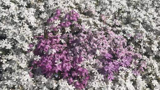 rairu - Profile - SHOWROOM