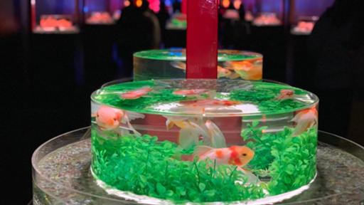 cabbage room - Profile - SHOWROOM