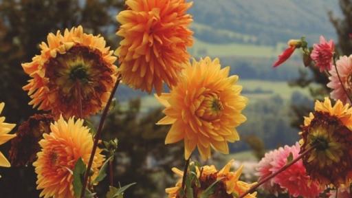 Sofia_Chanel - Profile - SHOWROOM